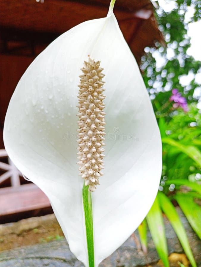 White Lily Plant in Mahogany Garden Stock Photo - Image of plant ...
