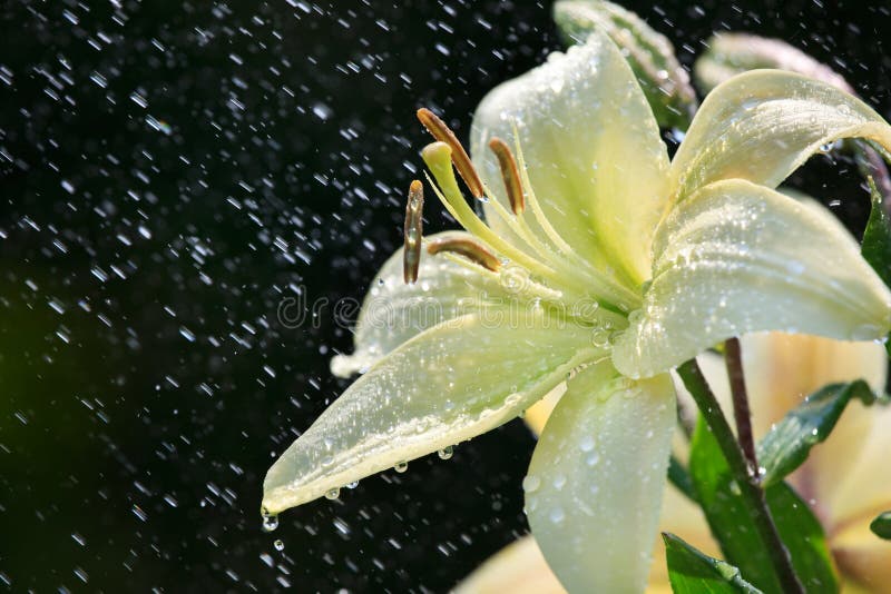 Lily in the rain stock photo. Image of crisp, blossom - 15199622