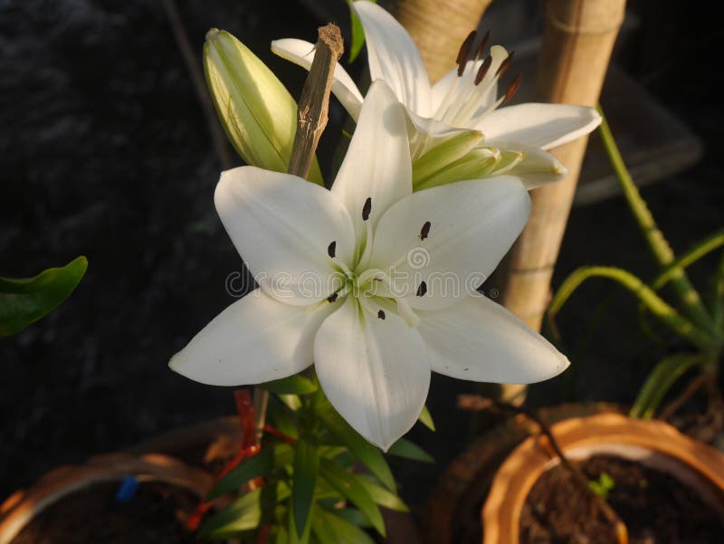 White lily sunlight stock photo. Image of sunlight, flower - 275608990