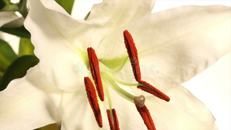 Daffodil Flower Time-lapse stock footage. Video of beautiful - 49815384