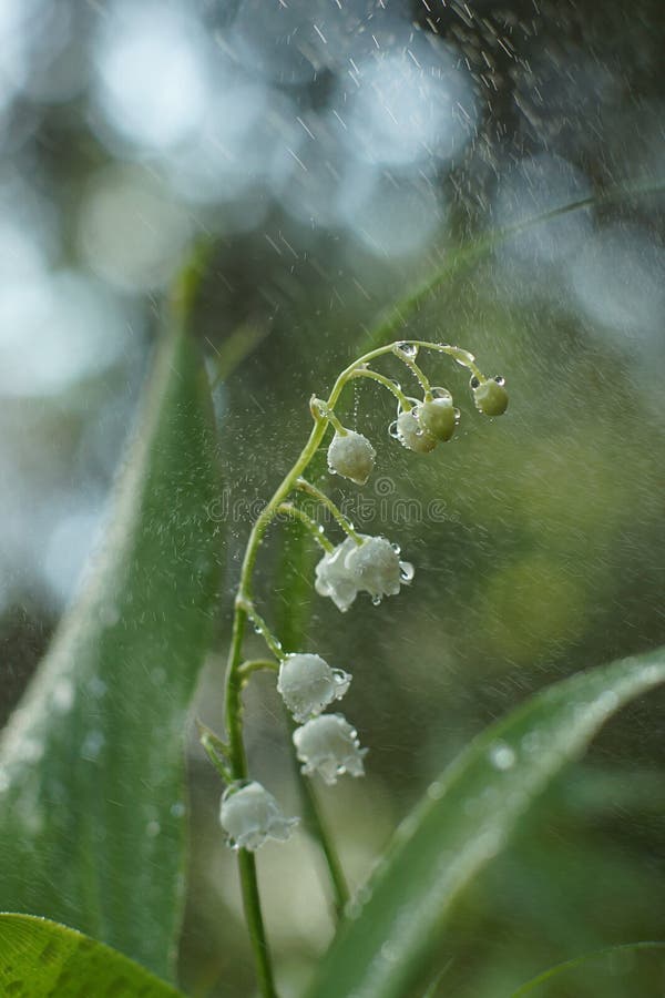 White Lily of the Valley Bloomed in Early Summer in the Forest Stock ...
