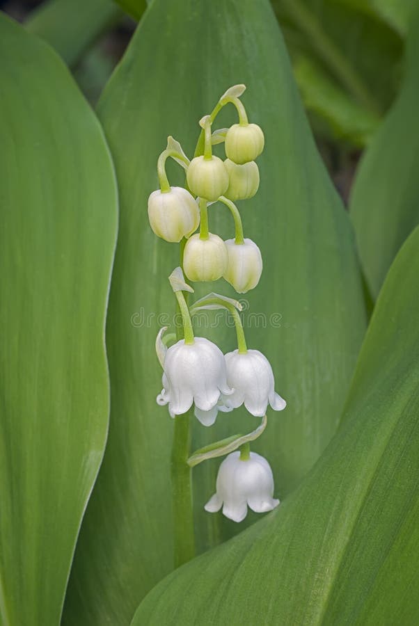 White Lily of the Valley (Convallaria Majalis) Stock Photo - Image of ...