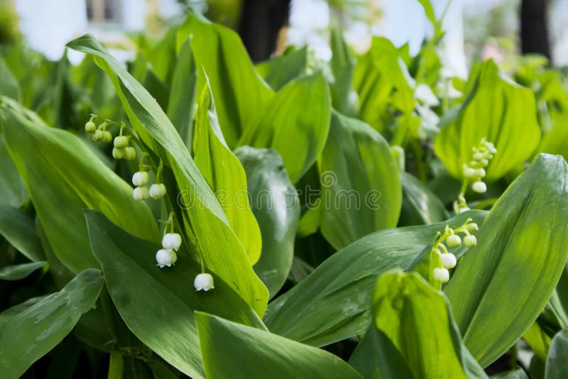 White Lily of the Valley Flowers Blossoming in Spring Stock Image ...