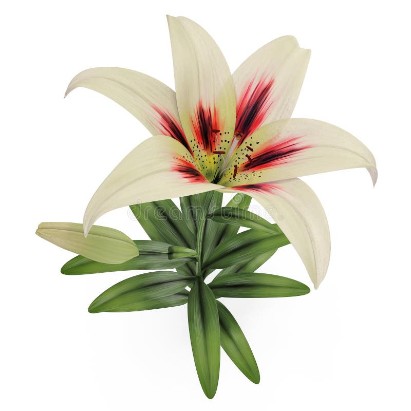 White Lily On White. Top View. 3D Illustration Stock Illustration ...