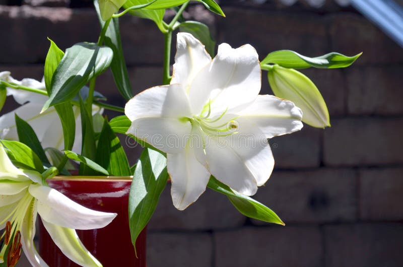 The white lily stock photo. Image of blossom, lilly, beautiful - 73926414