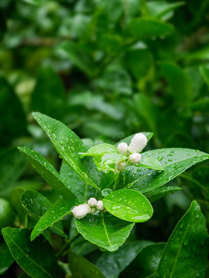 White Lime Blossom on Tree. Stock Photo - Image of health, garden ...