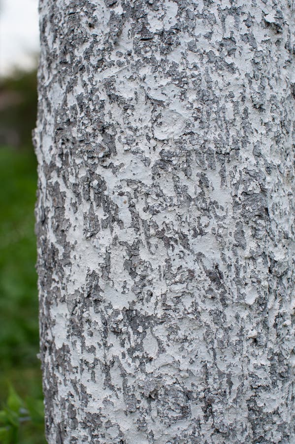 White Lime-painted Tree Bark To Protect Against Pests Stock Photo ...