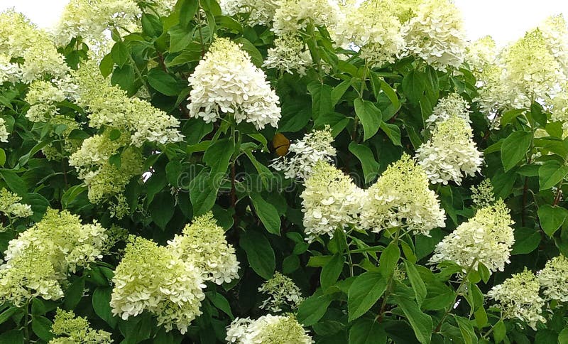 Limelight hydranges stock image. Image of flower, fruit - 252595319