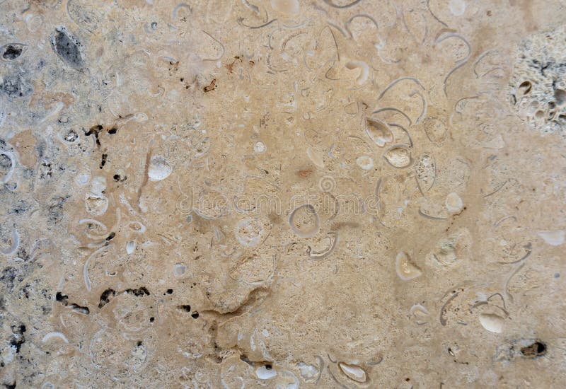 Limestone floor texture stock image. Image of acuatic - 174466255