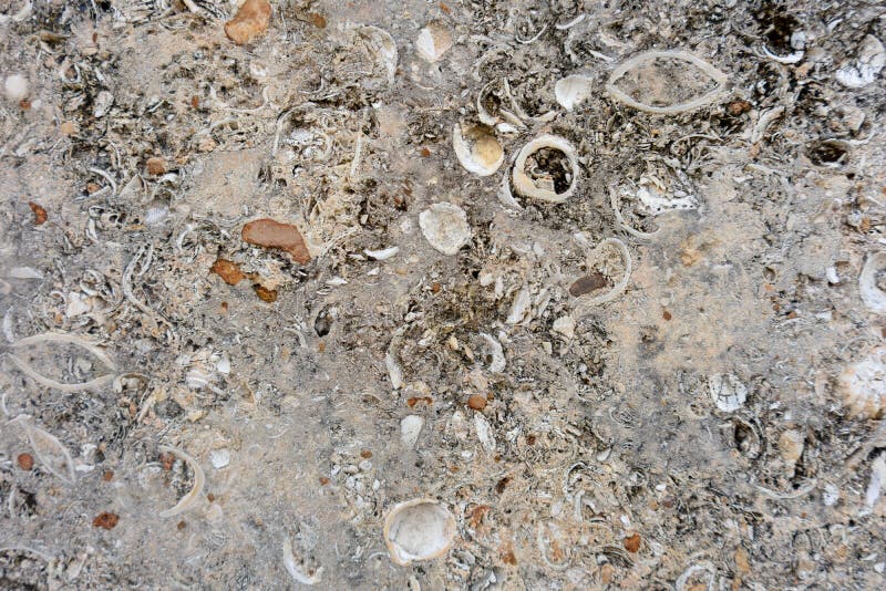 Limestone floor texture stock image. Image of retro - 174464229