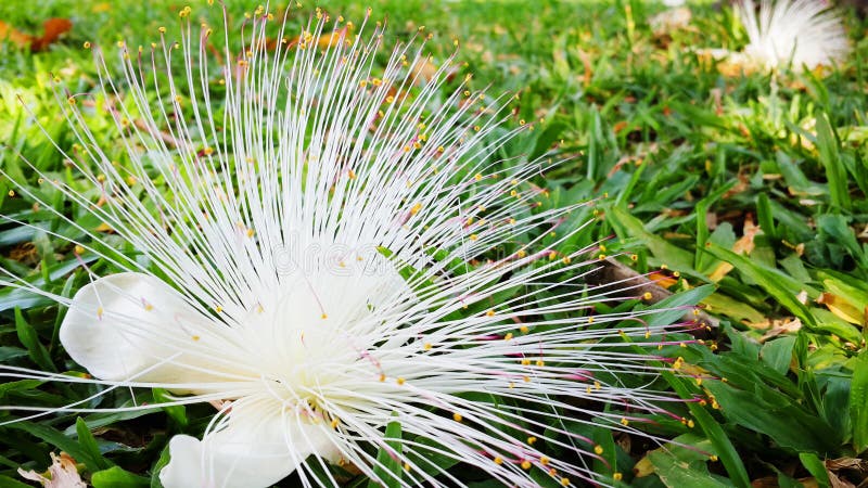 White Line flower stock photo. Image of grass, nature - 52372064