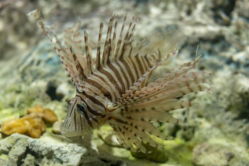 White Line Lionfish in the Blue Sea Stock Image - Image of lined, ocean ...