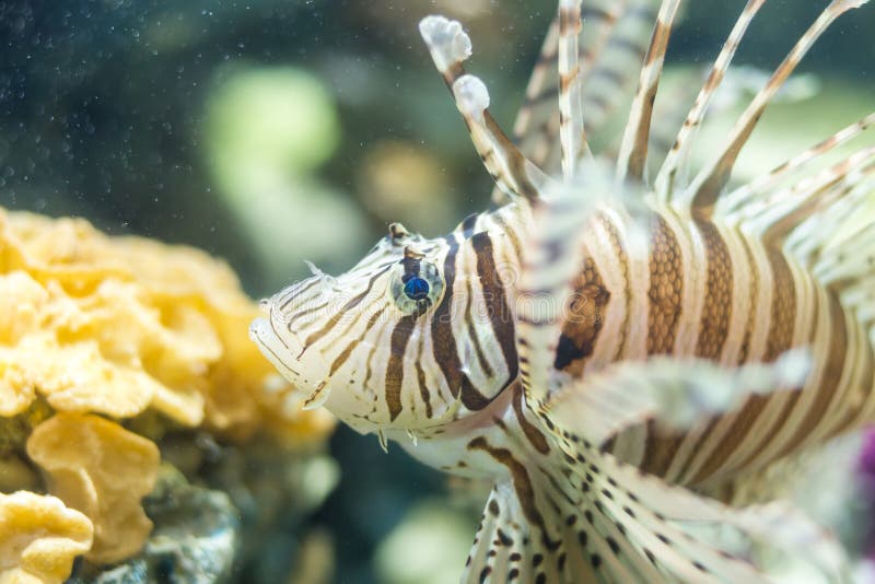 White Line Lionfish in the Blue Sea Stock Image - Image of exotic ...