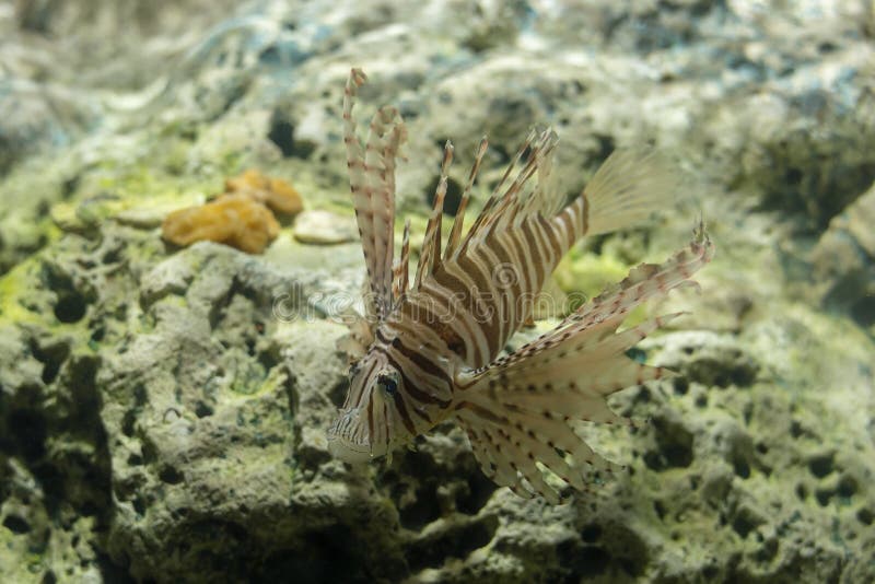 White Line Lionfish in the Blue Sea Stock Photo - Image of blue, white ...