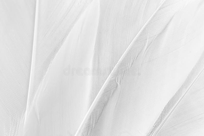 White Line Texture Background Stock Image - Image of effortless, dreams ...