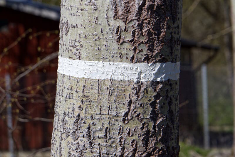 White Line on Tree Marks Nature Reserve Stock Photo - Image of white ...