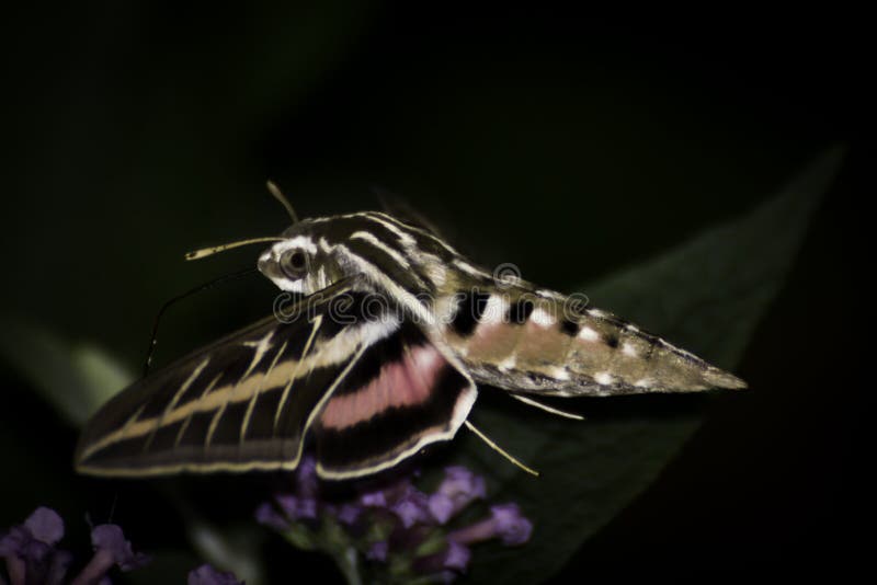 White-Lined Sphinx Hummingbird Moth Stock Photo - Image of nature ...