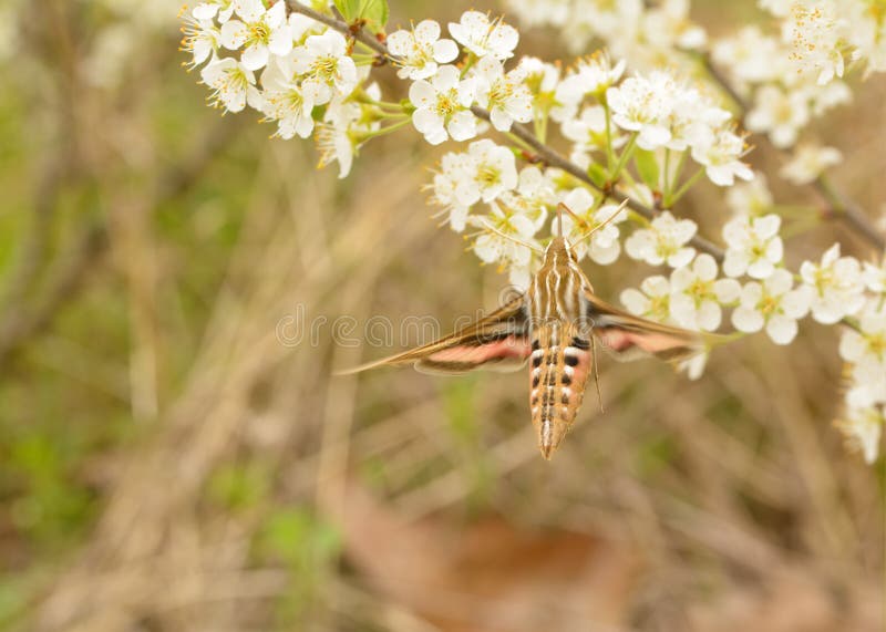 White-lined Sphinx Moth in Flight Stock Photo - Image of natural ...