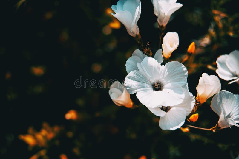 White Linum Suffruticosum Flowers Stock Image - Image of flax ...