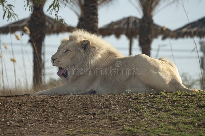 A White Lion at an Animal Park, Israel Stock Image - Image of dangerous ...