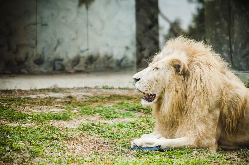 White lion in captivity stock image. Image of resting - 37534187