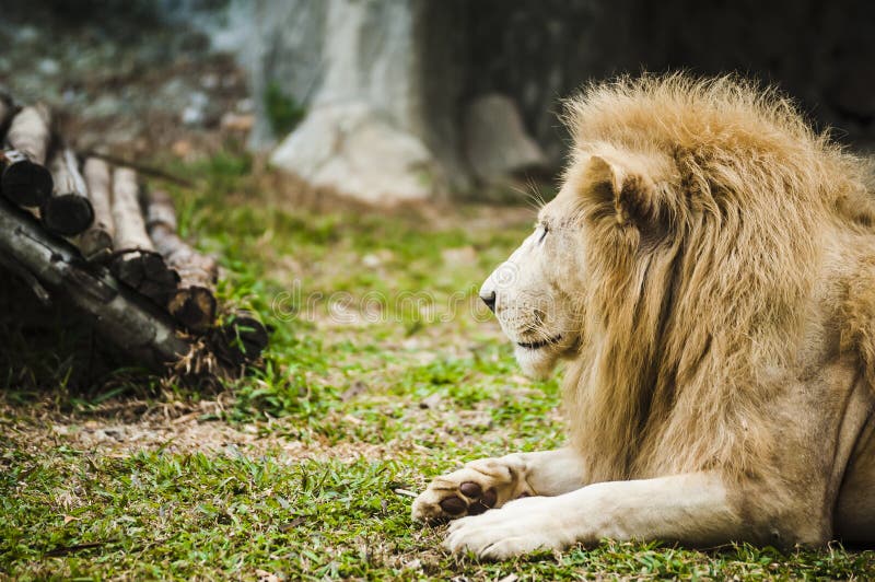 White lion in captivity stock image. Image of animals - 37534089
