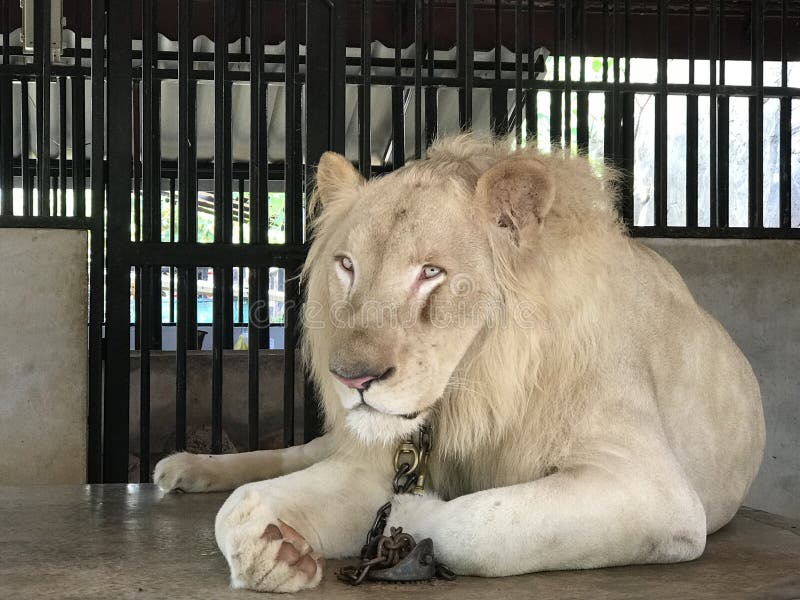 The White Lion is Chained To Sit in a Cage. Stock Photo - Image of ...