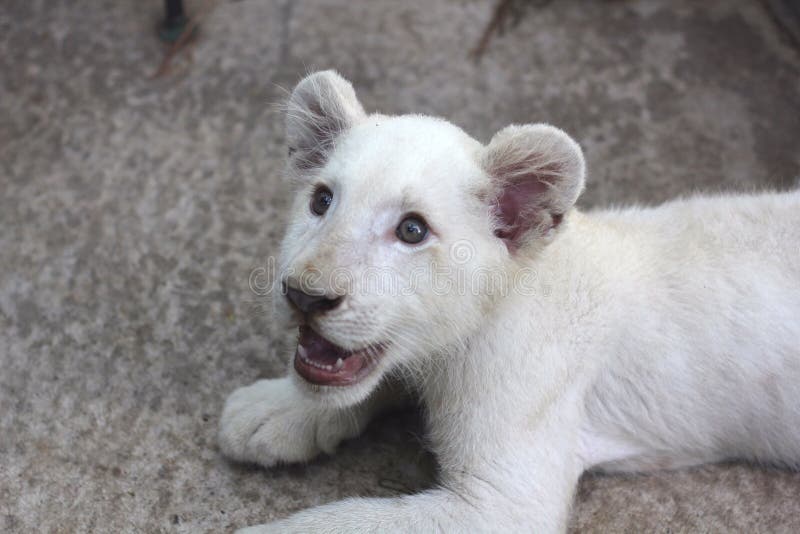 White lion cub stock image. Image of lion, cubs, rare, predator - 483025