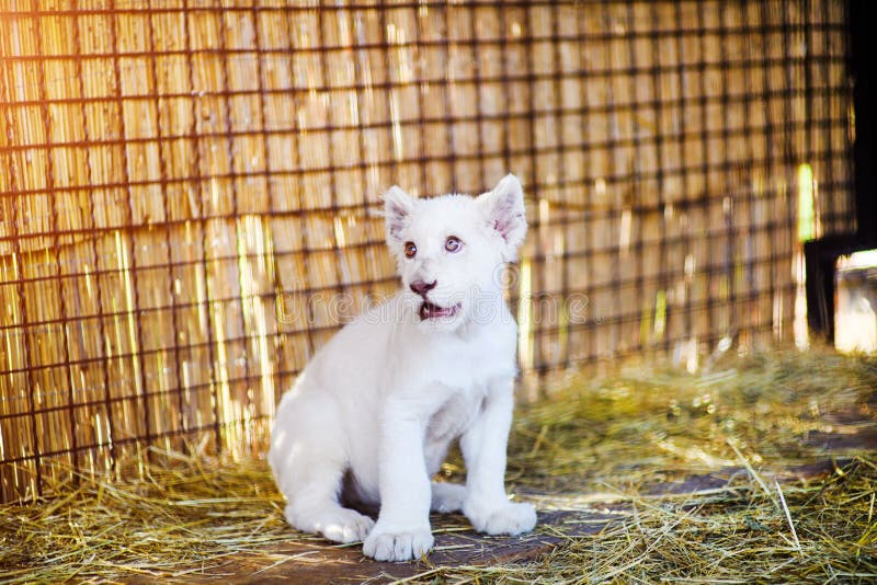 White lion cub stock photo. Image of baby, portrait - 156015894