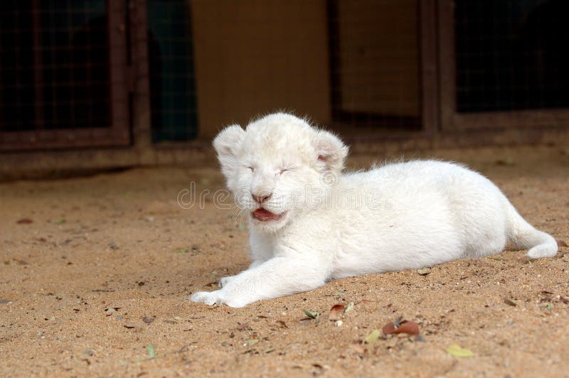 White lion cub stock image. Image of cubs, rare, predator - 483183