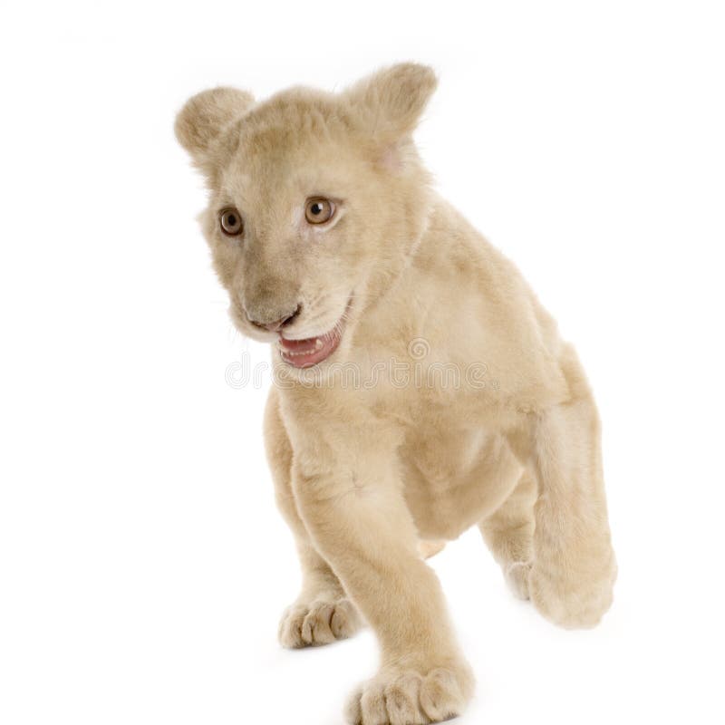 7,793 White Lion King Stock Photos - Free & Royalty-Free Stock Photos ...