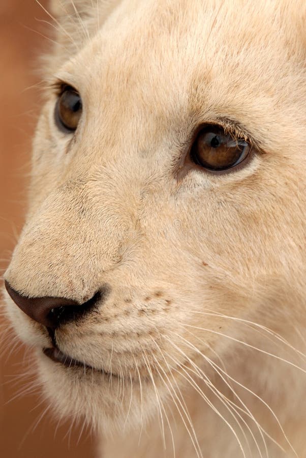 White Lion Cub, South Africa Stock Image - Image of king, dusty: 477439