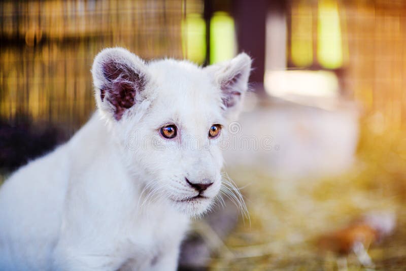 White lion cub stock photo. Image of endangered, national - 156015876