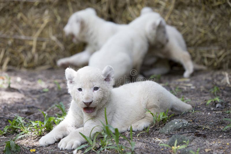 White Lion Cubs stock image. Image of rare, baby, adorable - 57802187