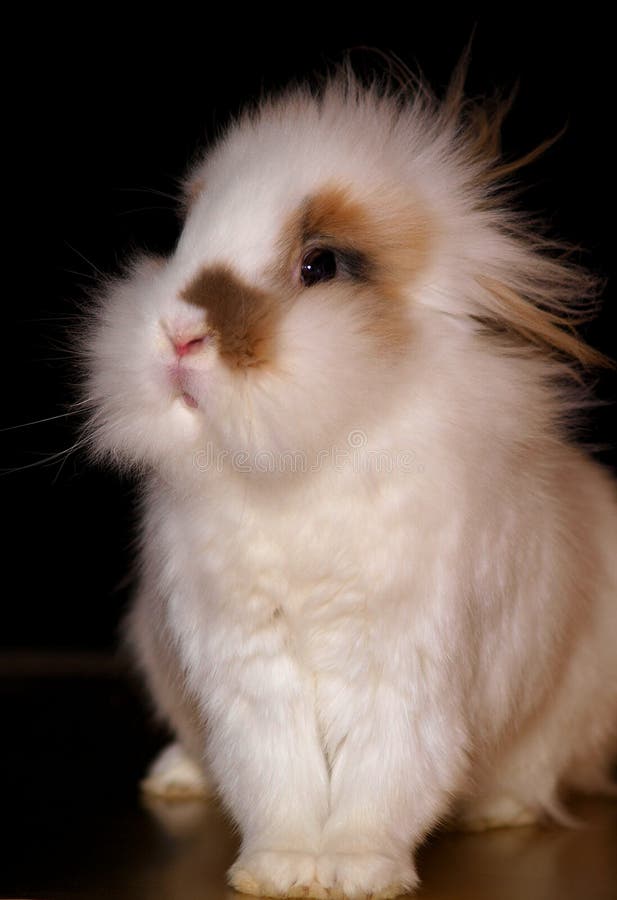 White lion head bunny stock photo. Image of mane, bunnies - 11541742
