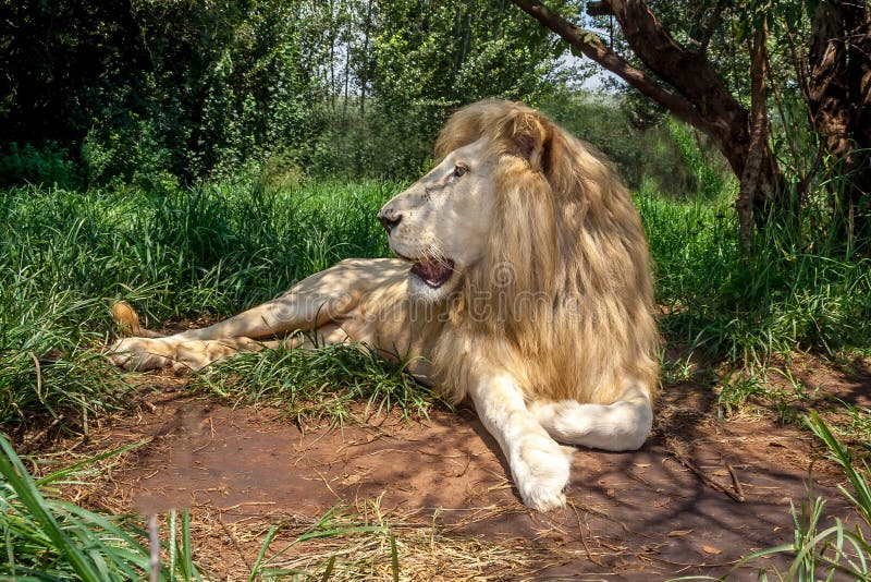 White Lion Looking Left stock image. Image of wildlife - 49379691