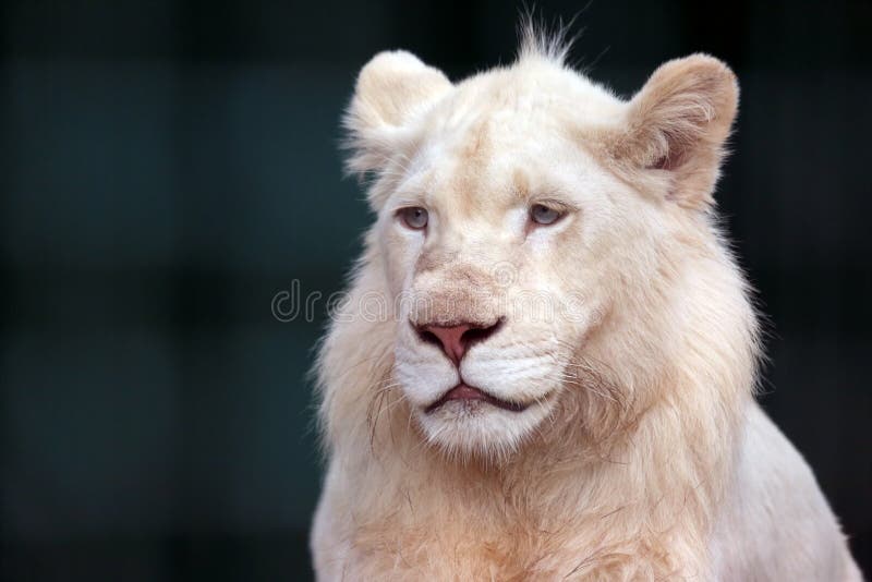 115 Sad Lioness Stock Photos - Free & Royalty-Free Stock Photos from ...