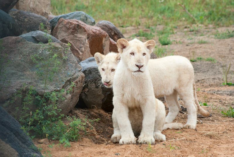 White lion (P. Leo) cubs stock image. Image of stare - 18775243