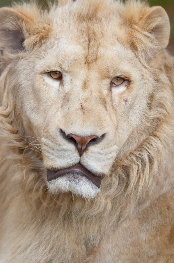 White lion portrait stock image. Image of lion, hunt, power - 527185