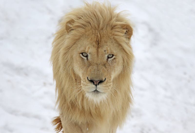 White Lion Stare stock photo. Image of eyes, lions, lion - 51698498