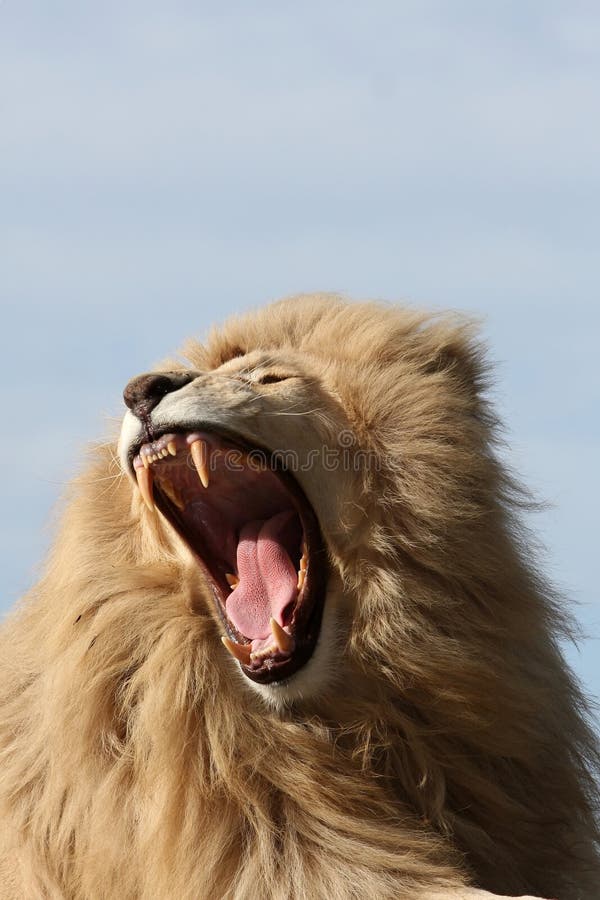 White Lion Teeth stock image. Image of portrait, isolated - 10858269