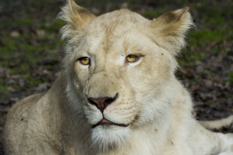 White lioness stock image. Image of krugeri, south, pantherinae - 38356335