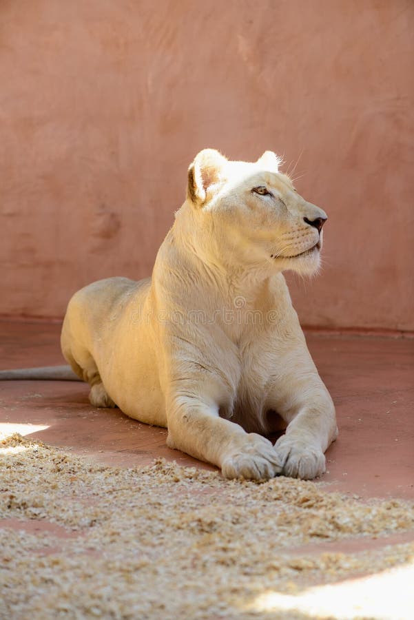 White lioness animals stock photo. Image of mammal, observe - 71209270