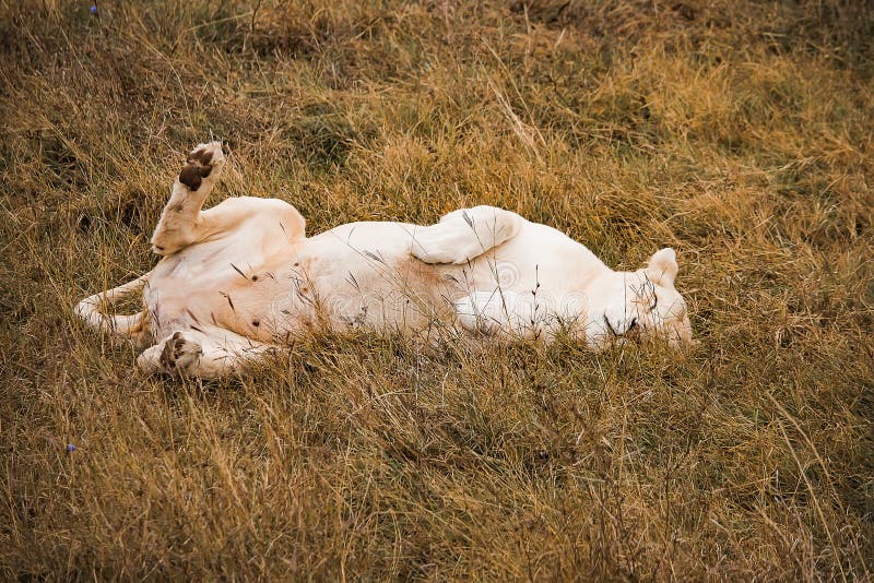 White Lioness Lies and Rests on a Outdoors in a Protected Area Stock ...