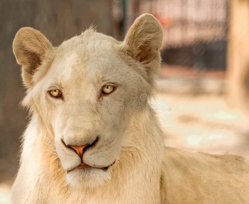 A White Lioness Looking Intensely with Her Blue Eyes in this Beautiful ...