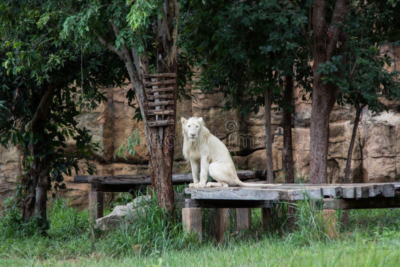 White lions stock photo. Image of king, lion, animal - 44059172