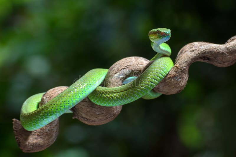 White-lipped Island Pit Viper on a Tree Branch Stock Photo - Image of ...