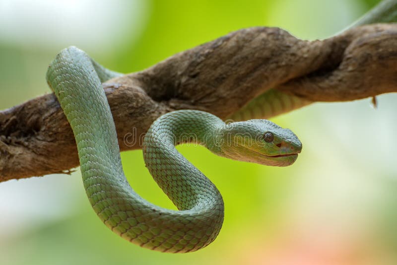 White-lipped Island Pit Viper on a Tree Branch Stock Image - Image of ...