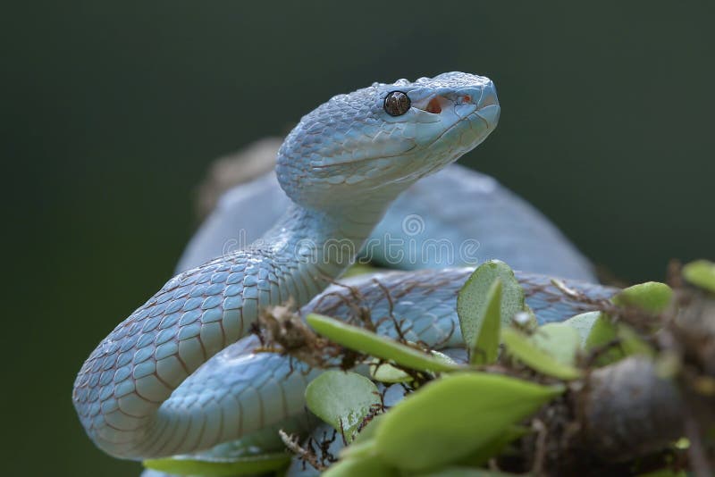 The White-lipped Island Pit Viper on Tree Branch Stock Photo - Image of ...