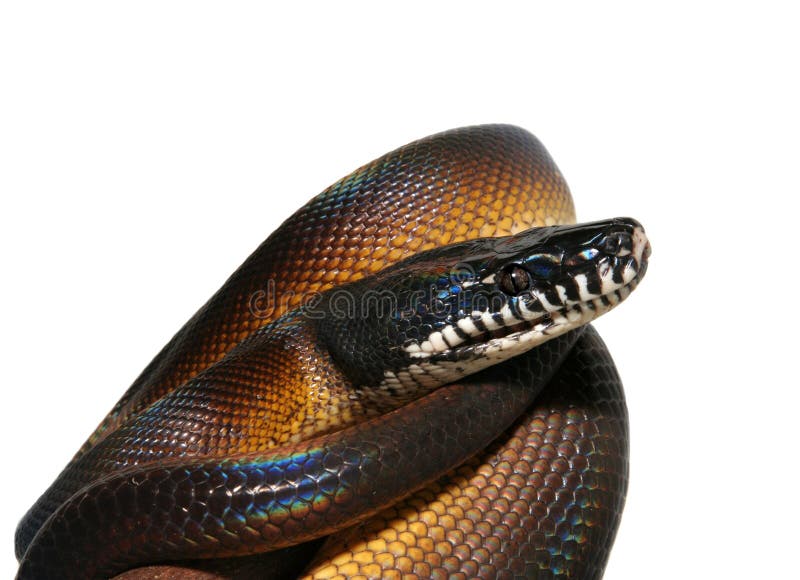 Reticulated python stock photo. Image of nature, asian - 19698852